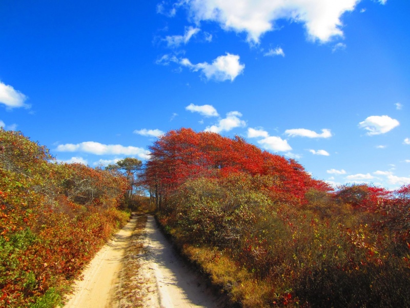 Get a Unique Look at Fall Colors on a Bike Ride | Nantucket Bike Shop